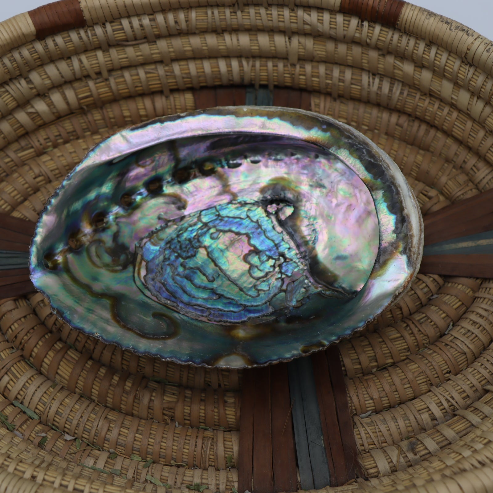 Abalone Shell – Bryson's Rock Shop